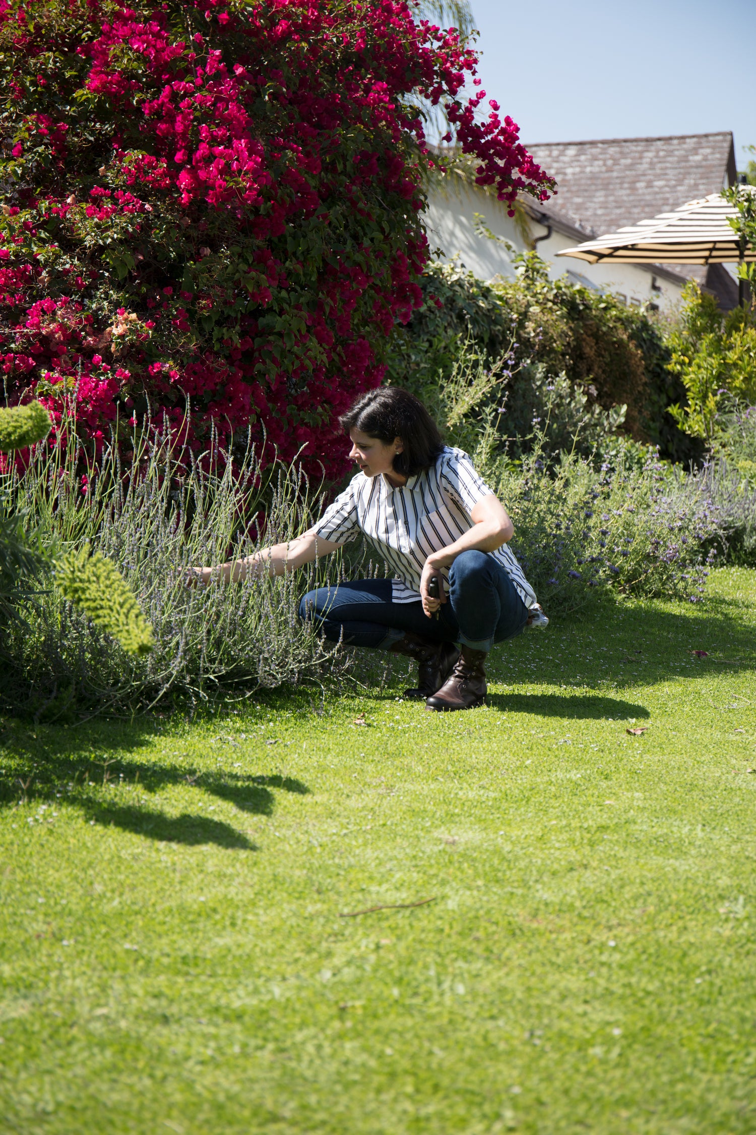 Q&A: Dwarf Carpet of Stars vs. Frogfruit Groundcover (Phyla Nodiflora ...