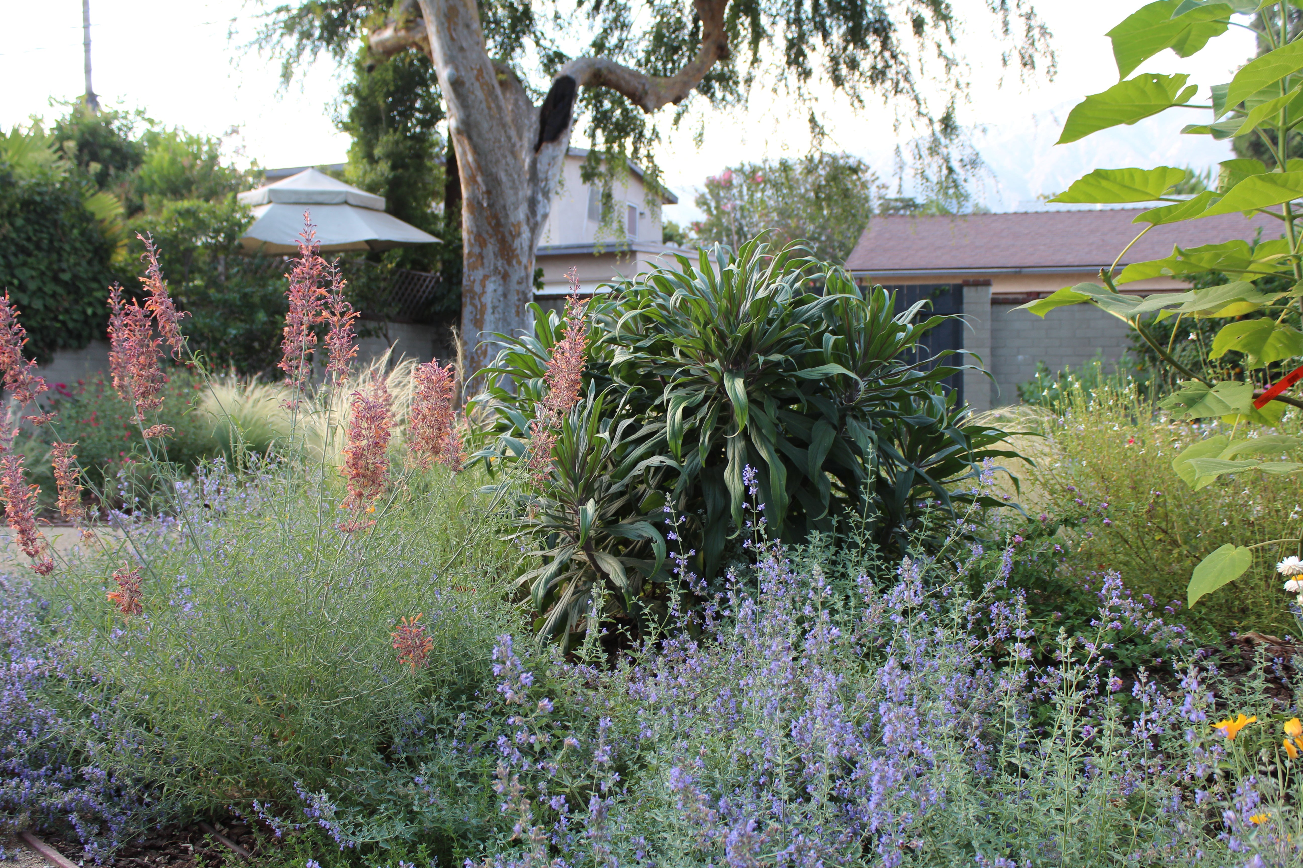 How to Attract Beneficial Predatory Insects & Pollinators to your Gard – California Wild Gardens
