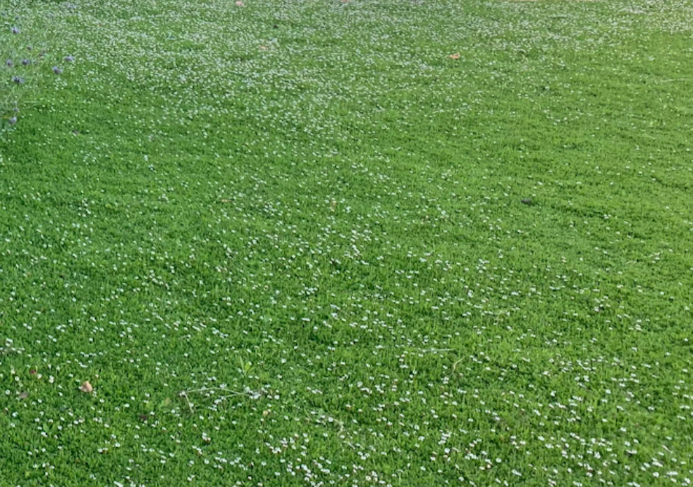 What is Sterile Frogfruit? The lawn alternative for California you wis ...