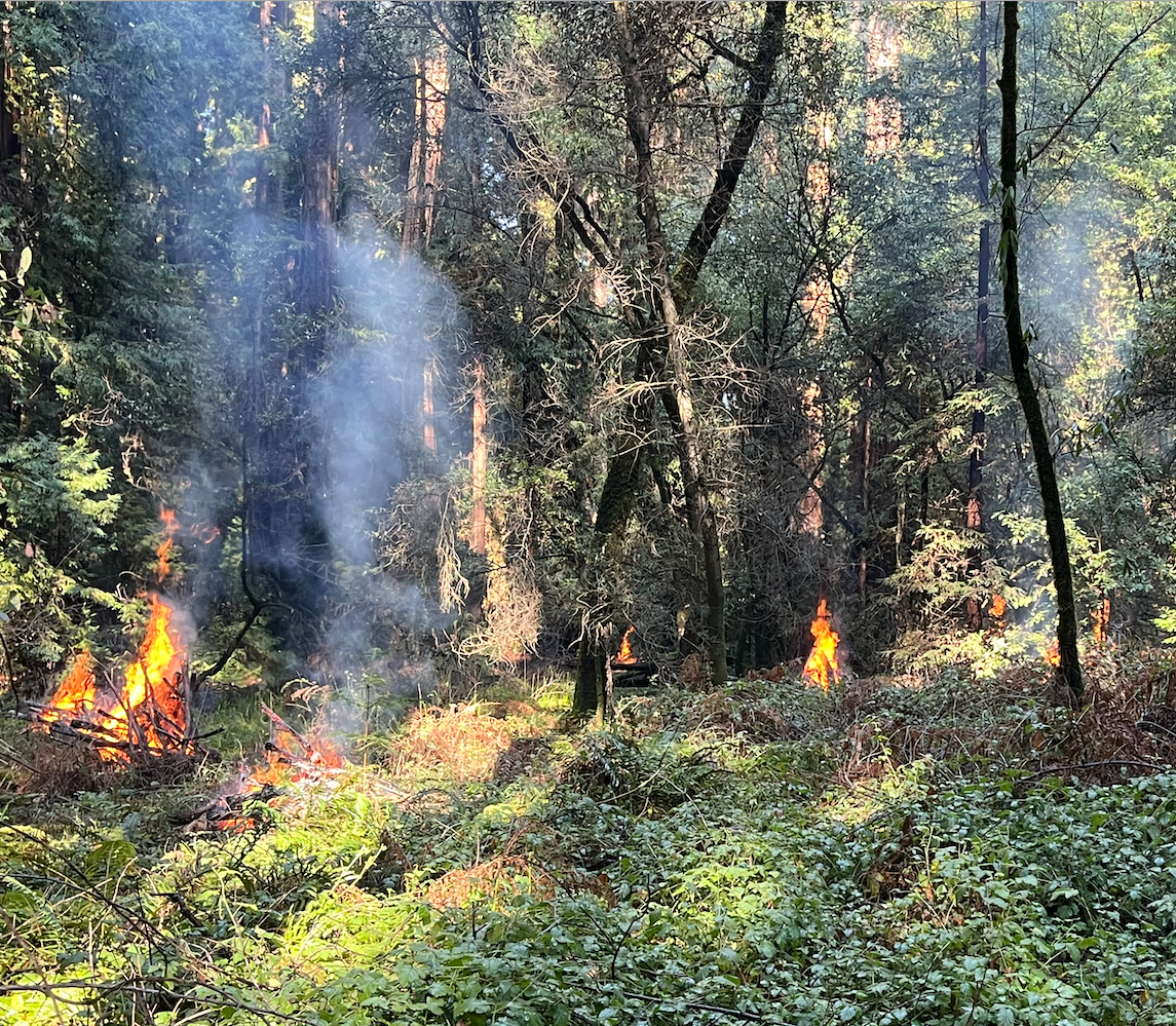 How to Plant your Landscape for Wild Fire Safety – California Wild Gardens