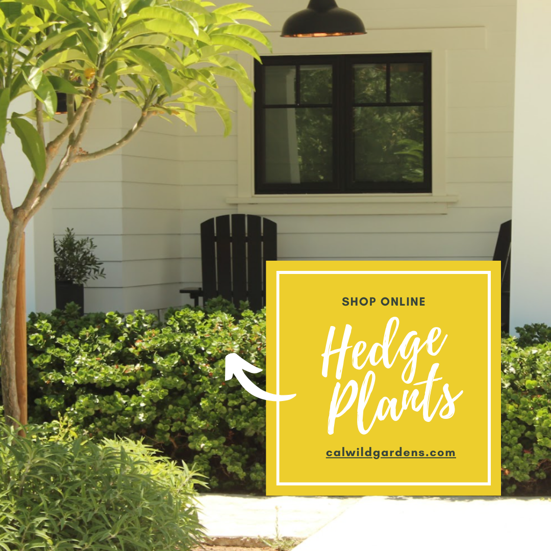 Hedge Plants – tagged "Norcal" – California Wild Gardens