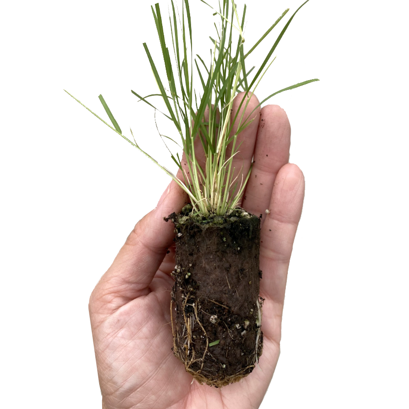 California Buffalo Grass Plug Pack – California Wild Gardens