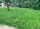 ALT LAWN ULTRA | Native Succulent Sod | Groundcover Lawn – California ...