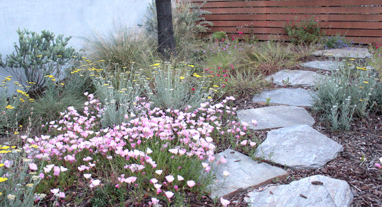 California Native | Wildflower Garden | Landscape Plan & Plants ...