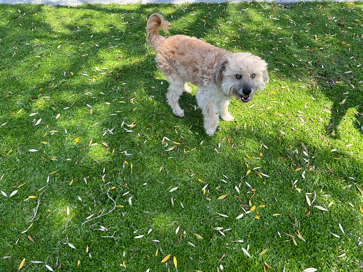 ALT LAWN ULTRA | Native Succulent Sod | Groundcover Lawn | California ...
