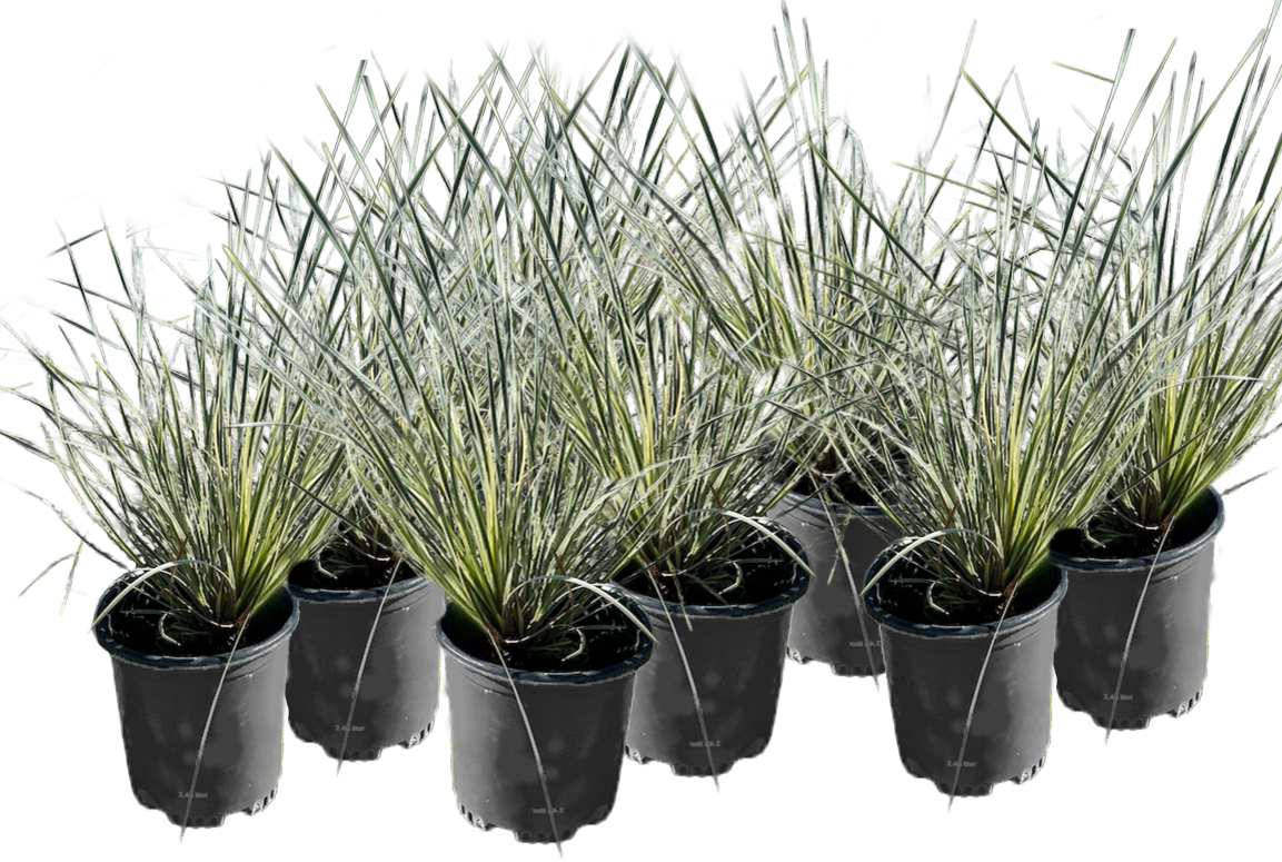 Long Mat Rush 10 Pack | Low-water Meadow Lawn Alternative | Australian ...