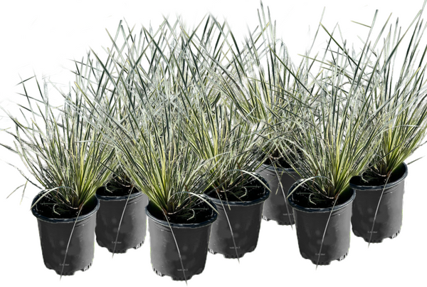 Long Mat Rush 10 Pack | Low-water Meadow Lawn Alternative | Australian ...