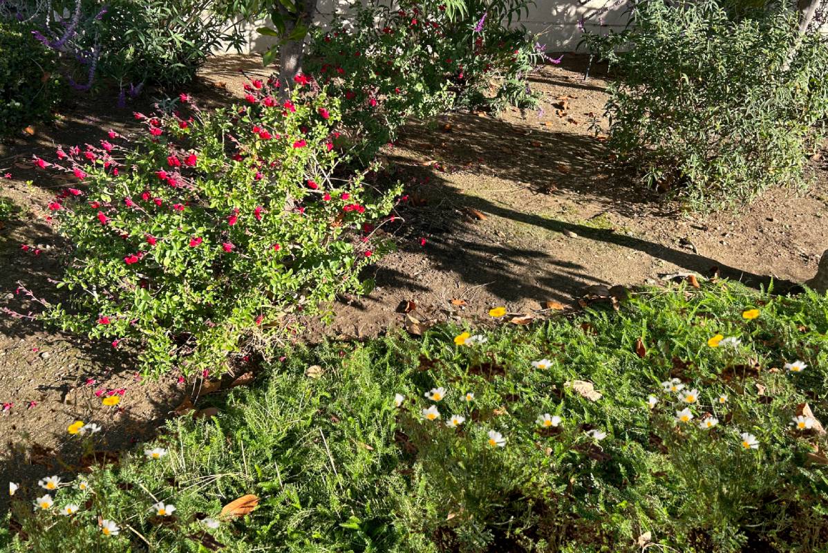 Native Grasses & Lawn Alternatives for California – California Wild Gardens