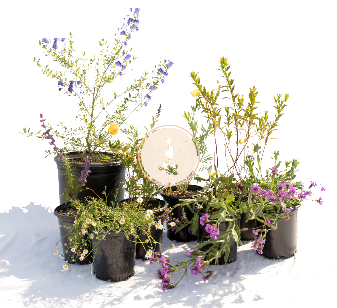 Chaparral Wildflower | California Native | Landscaping Plan & Plants ...