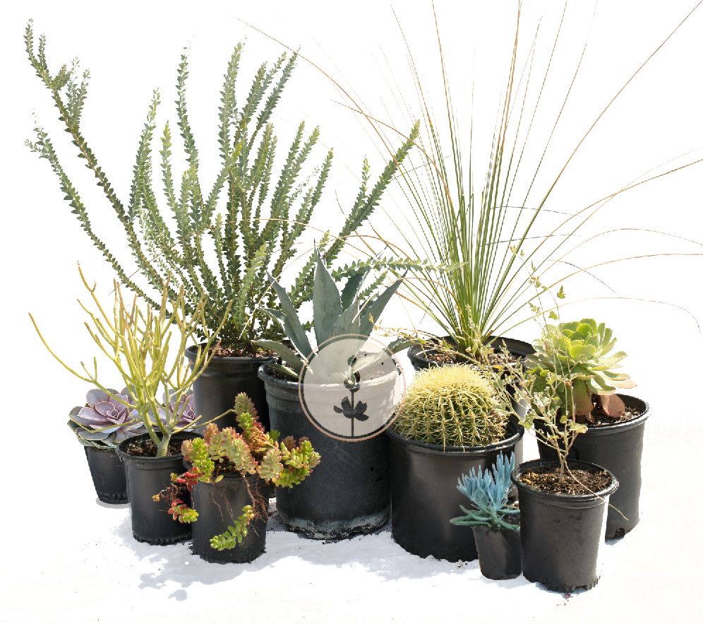 Xeric Modern Landscape Design | Low-Water Garden |Plan & Plants ...