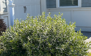 Dwarf Olive Hedge Row – California Wild Gardens