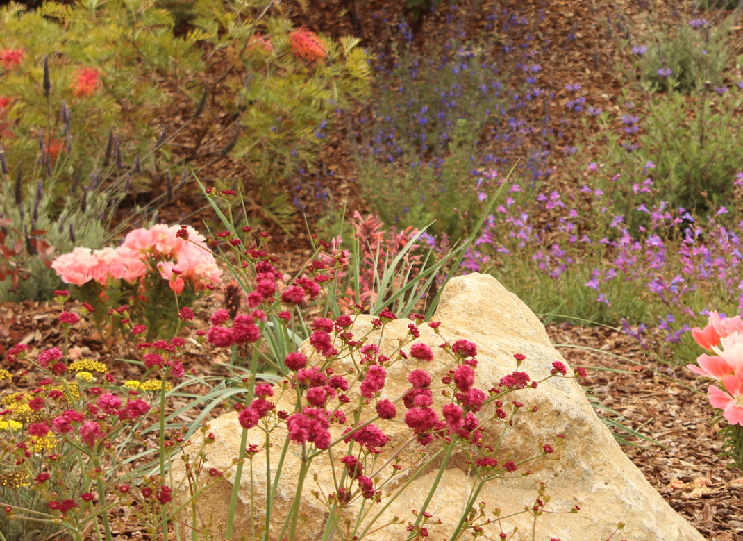 Northern California Edible & Cut-Flower Ornamental Garden Plant Combo ...