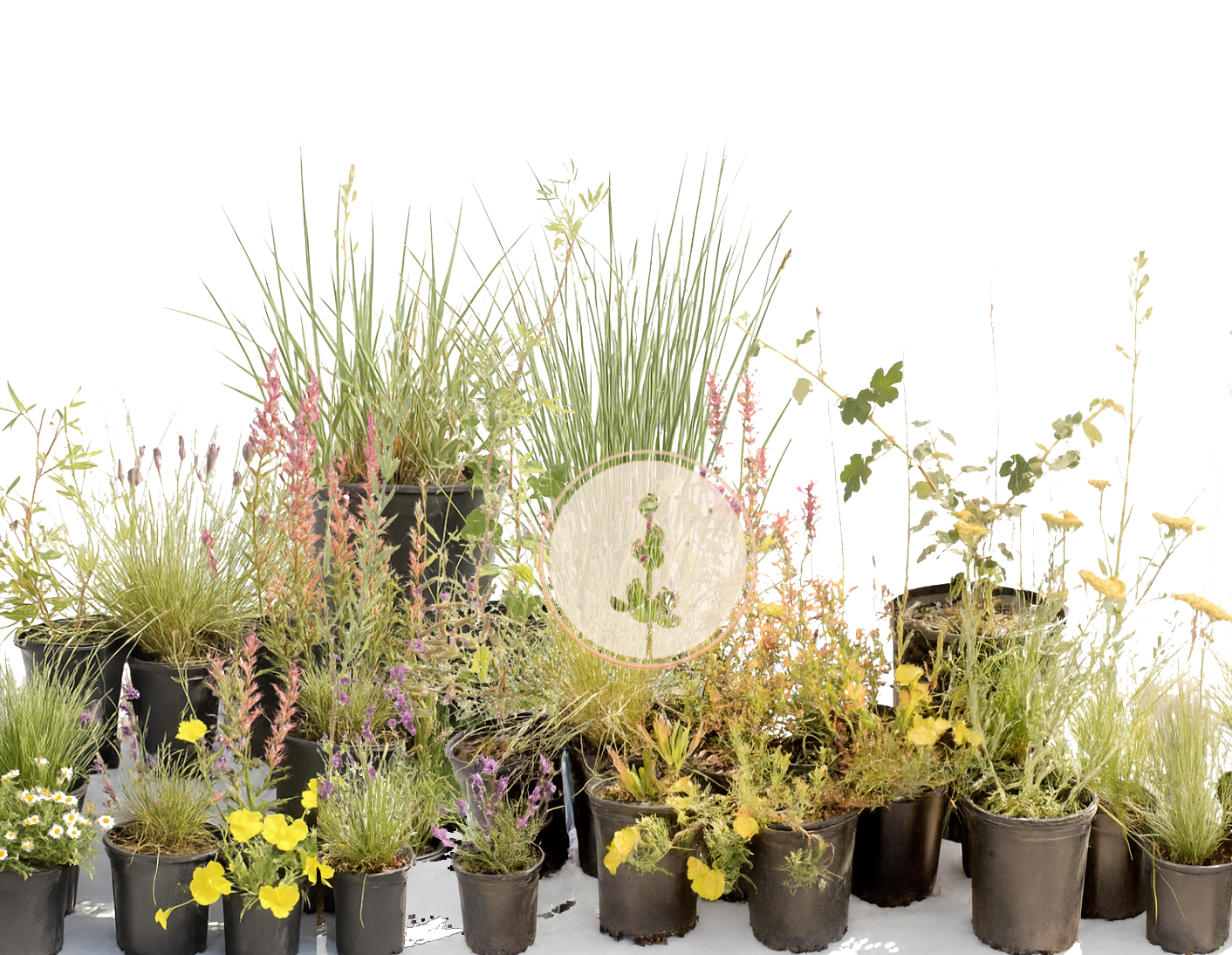 California Native | Wildflower Garden | Landscape Plan & Plants ...