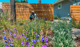 California Native | Wildflower Garden | Landscape Plan & Plants ...