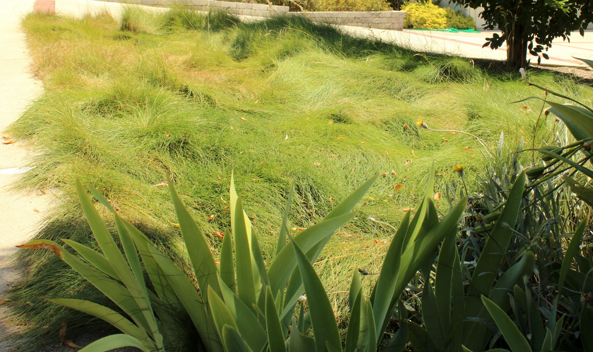 Shade-Friendly Native Lawn | California Fescue Grasses – California ...