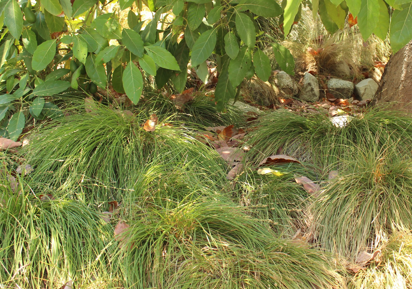 Micro Meadows | California Native Grasses – California Wild Gardens