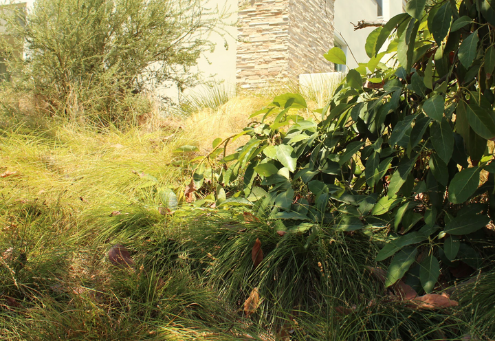 Native Grasses & Lawn Alternatives for California – California Wild Gardens