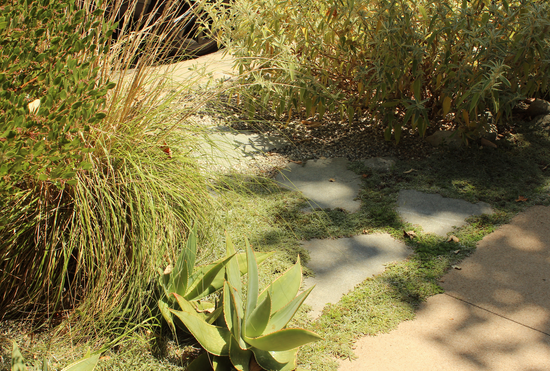 Silver Carpet Groundcover | Lawn Alternatives – California Wild Gardens