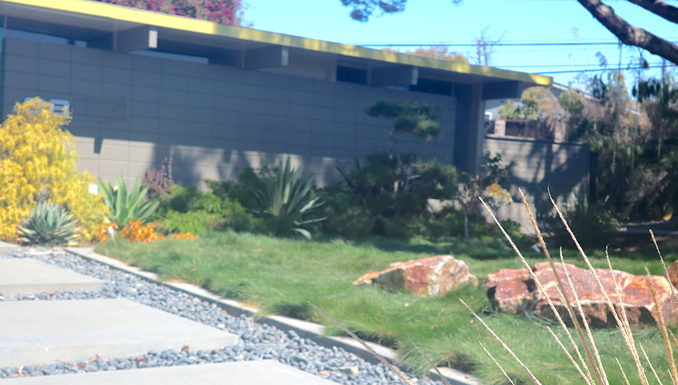 Shade-Friendly Native Lawn | California Fescue Grasses – California ...