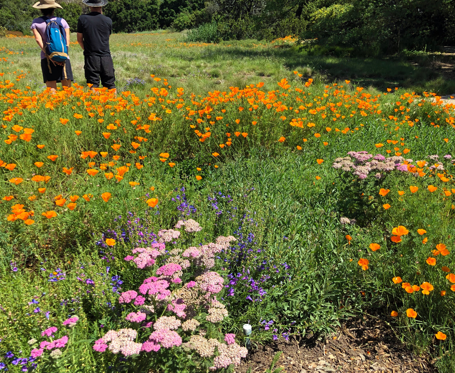 What experiencing a California Superbloom is Like - Honest Reviews of ...