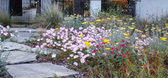 California Native | Wildflower Garden | Landscape Plan & Plants ...