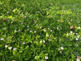 ALT LAWN ULTRA | Native Succulent Sod | Groundcover Lawn – California ...