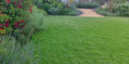 ALT LAWN ULTRA | Native Succulent Sod | Groundcover Lawn – California ...