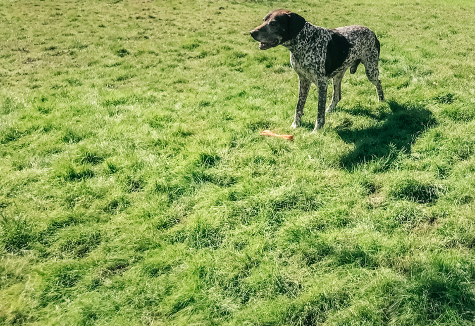Native Grasses & Lawn Alternatives for California – California Wild Gardens
