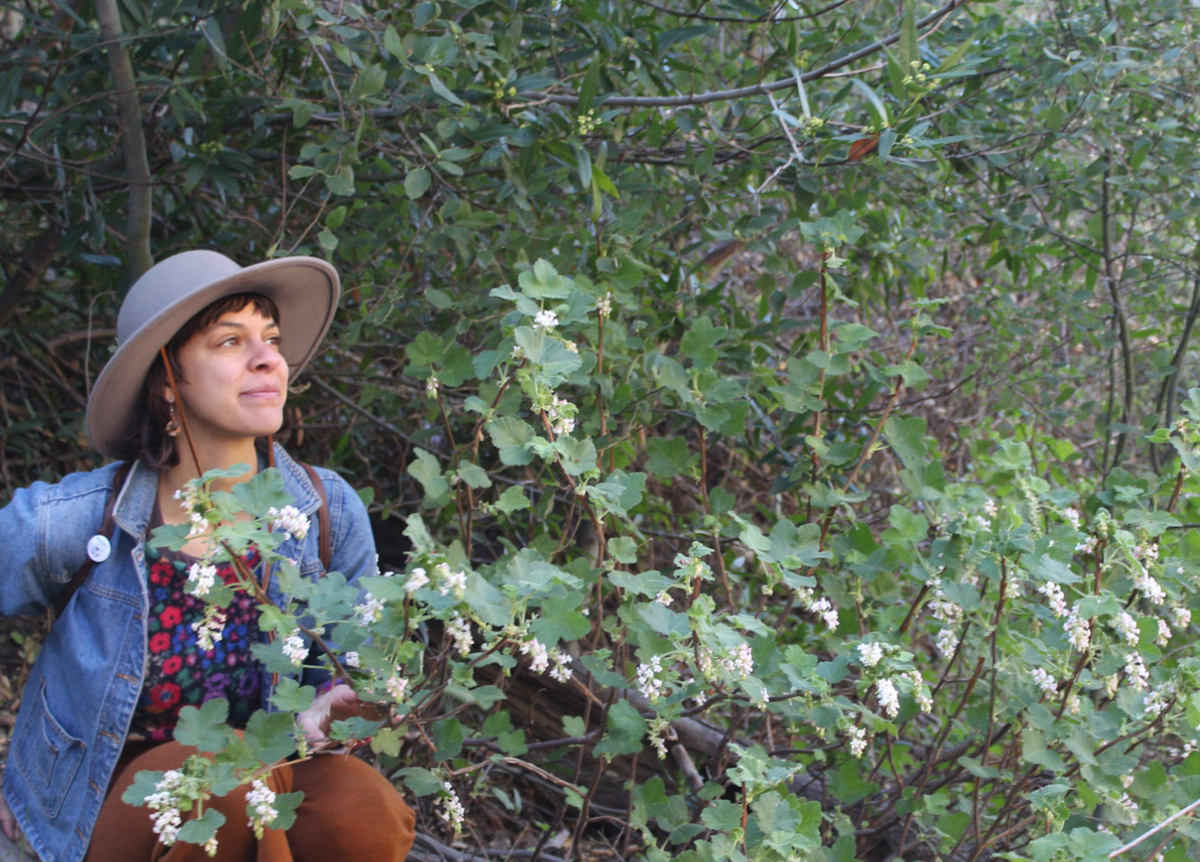 Hot Homesteader | California Native | Edible Plant Package | California ...