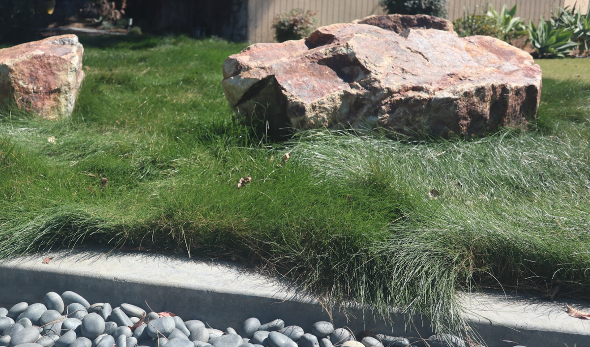 Shade-Friendly Native Lawn | California Fescue Grasses | California ...