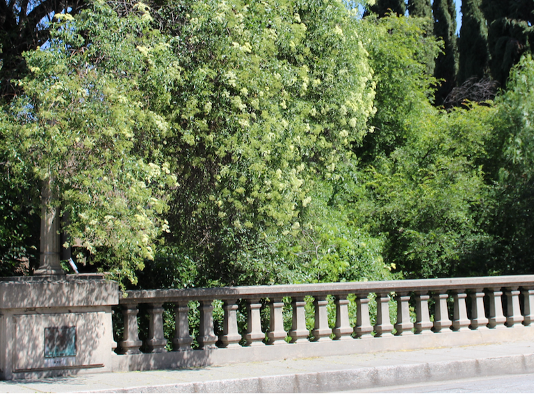 Hot Homesteader | California Native | Edible Plant Package | California ...