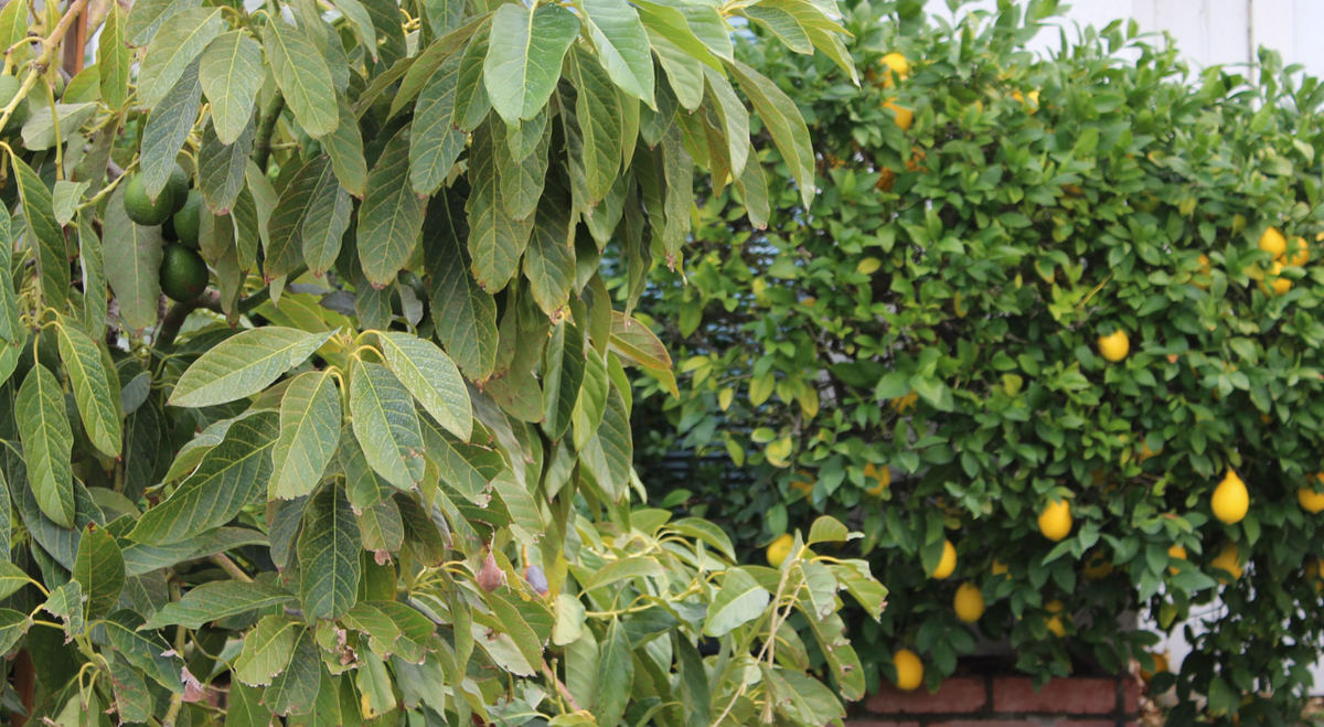 My Hacienda Fruits | Low-Water | Fruit Tree Garden | California Wild ...