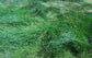 Shade-Friendly Native Lawn | California Fescue Grasses – California ...