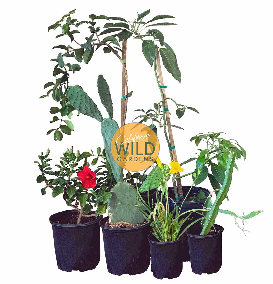 My Hacienda Fruits | Low-Water | Fruit Tree Garden | California Wild ...